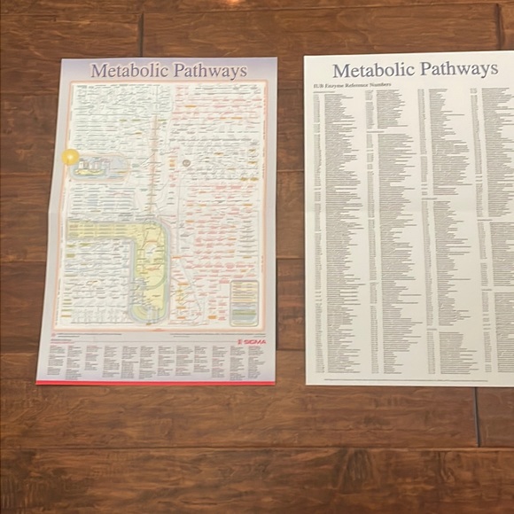 Other | Metabolic Pathways Poster | Poshmark